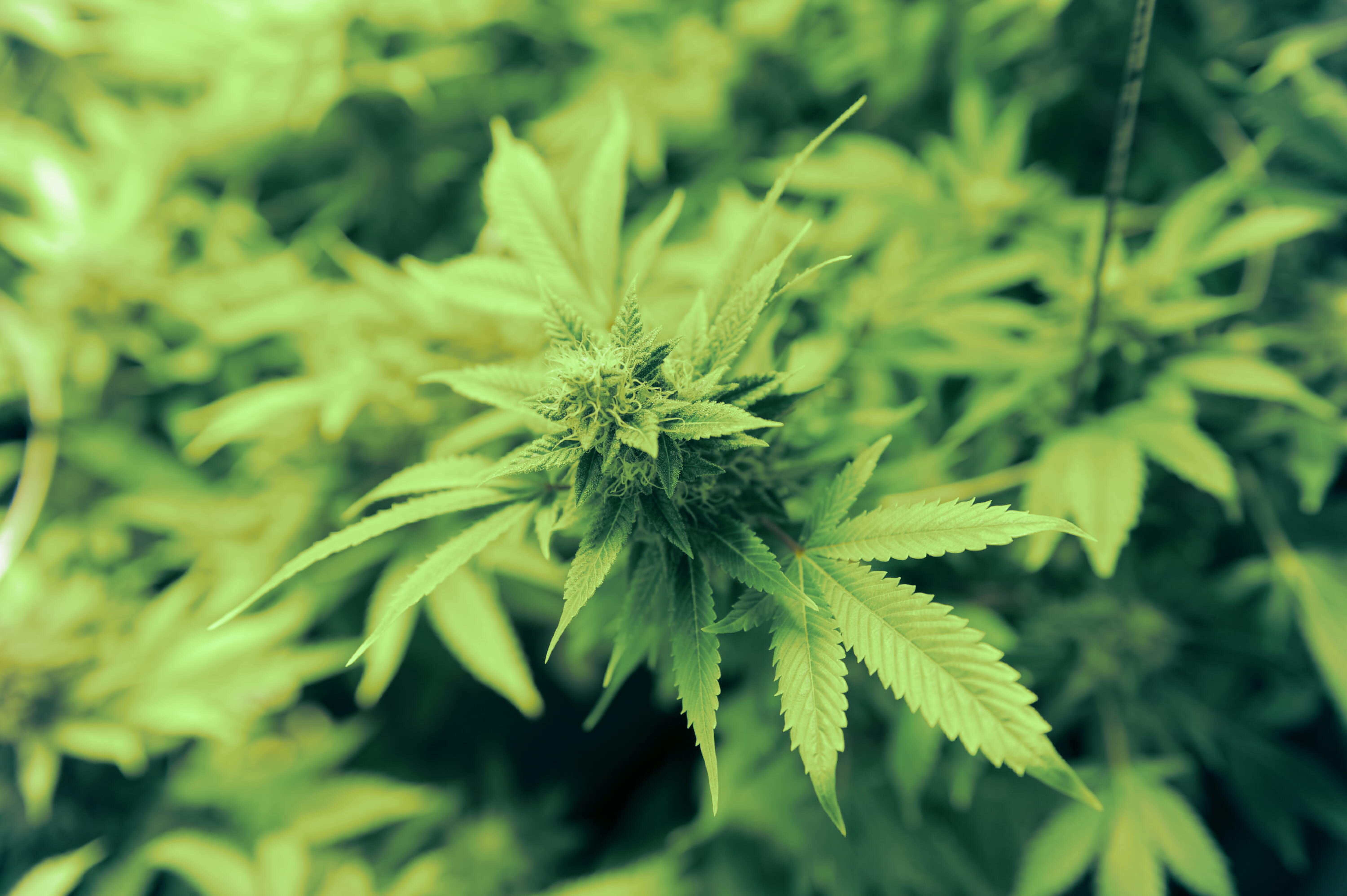 Franck Milone « En France, le cannabis médical est à la traîne