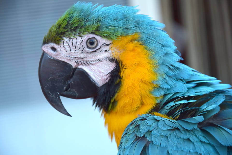 Les perroquets du zoo de Beauval rougissent aussi - Radio Nova