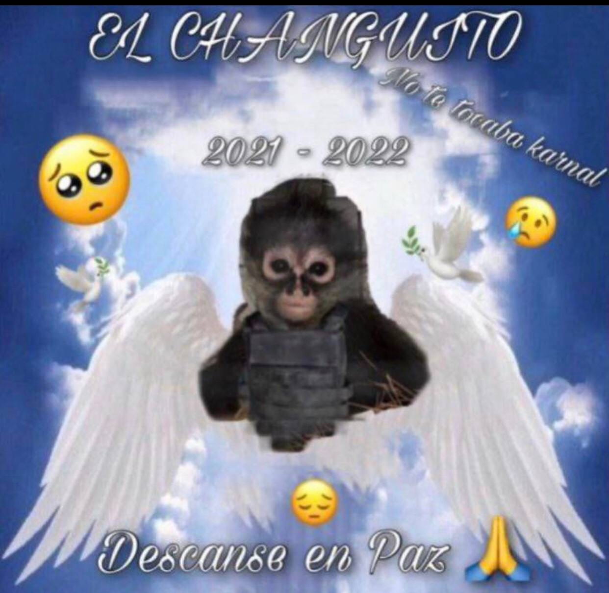 El Changuito, la ballade du narco-singe - Radio Nova