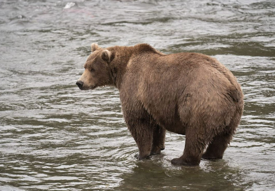 Une fashion week pour les ours en Alaska - Radio Nova